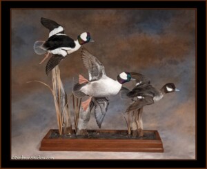 Bufflehead Mounts-Best Duck Taxidermy Exceptional Quality