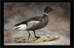 Brant Mounts by Birdman Studios – Birdman Studios