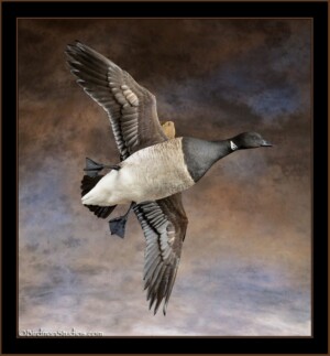 Brant Mounts by Birdman Studios – Birdman Studios