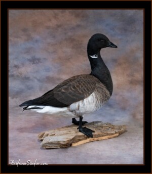 Brant Mounts by Birdman Studios – Birdman Studios