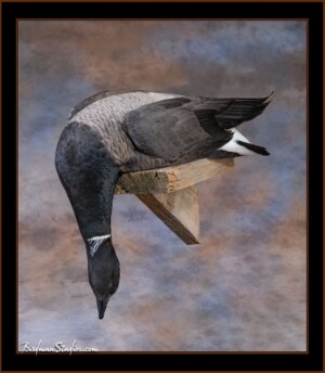 Brant Mounts by Birdman Studios – Birdman Studios