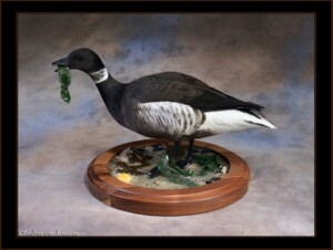 Brant Mounts by Birdman Studios – Birdman Studios