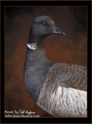 Brant Mounts by Birdman Studios – Birdman Studios