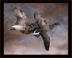 Brant Mounts by Birdman Studios – Birdman Studios