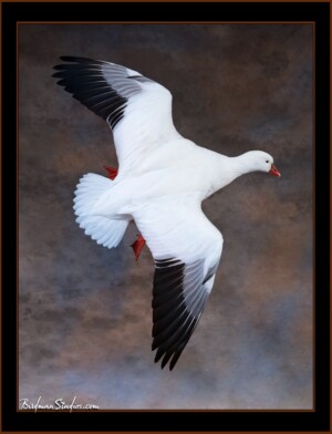 Ross Goose Mounts by Birdman Studios – Birdman Studios