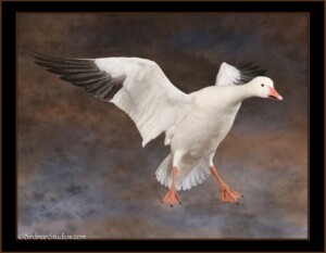 Snow Goose Mounts by Birdman Studios – Birdman Studios