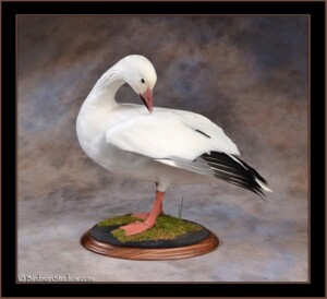 Snow Goose Mounts by Birdman Studios – Birdman Studios