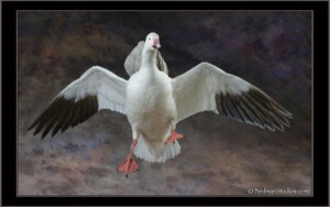 Snow Goose Mounts by Birdman Studios – Birdman Studios