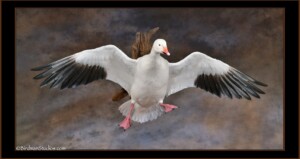 Snow Goose Mounts by Birdman Studios – Birdman Studios