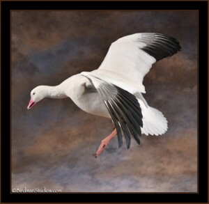 Snow Goose Mounts by Birdman Studios – Birdman Studios