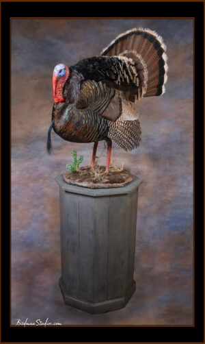 The best Turkey Mounts Superior Quality Taxidermy