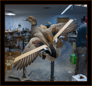 Photos from the Studio – Birdman Studios