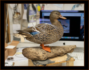 Photos from the Studio – Birdman Studios