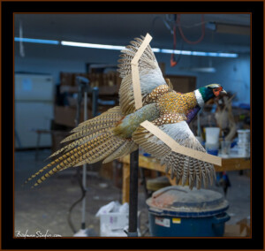 Photos from the Studio – Birdman Studios