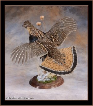 The best Ruffed Grouse Mounts Superior Quality Taxidermy