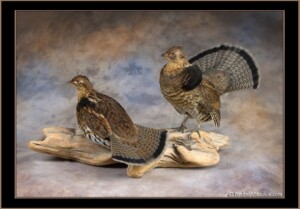 The best Ruffed Grouse Mounts Superior Quality Taxidermy