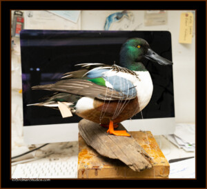 Photos from the Studio – Birdman Studios